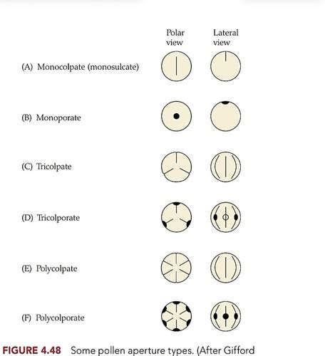 Plant Systematics Flashcards Quizlet