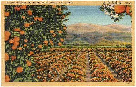 17 Best Images About Design Vintage Orange Groves On Pinterest