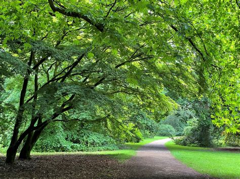Tree Protection And The Propping Of Vulnerable Trees Gardens