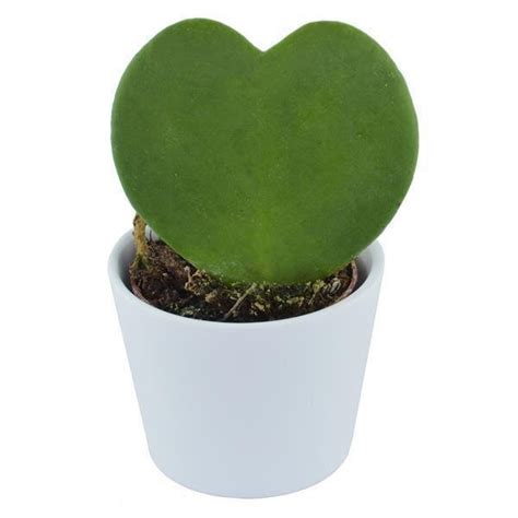 Hoya kerrii | PASIORA