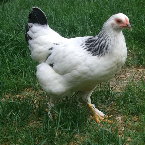 Pams Backyard Chickens Brahma Chicken Breed Spotlight