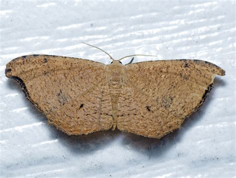 Epiplema Argillodes · Inaturalist Ecuador