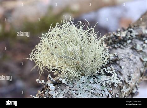 Usnea Subfloridana Commonly Known As Old Man S Beard Beard Lichen Or