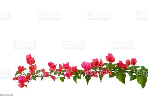 흰색 배경에 고립 된 부겐빌레아 종이 꽃 클리핑 경로로 저장합니다 겨울에 대한 스톡 사진 및 기타 이미지 겨울 기후 묘사