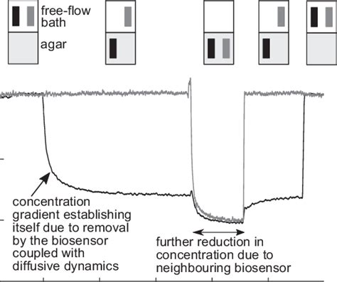 Experiment Diffusive Transport In Agar Markedly Reduces The Biosensor