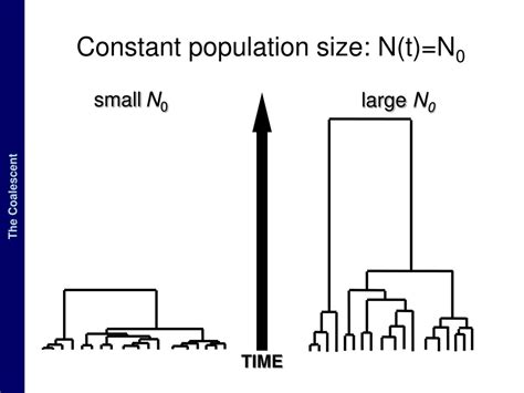 Ppt The Coalescent And Measurably Evolving Populations Powerpoint