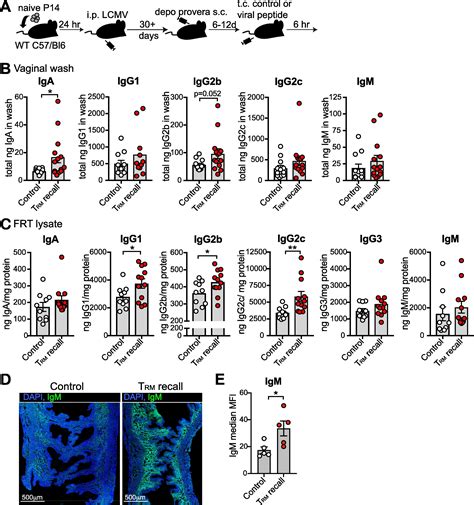 Tissue Resident Memory T Cells Trigger Rapid Exudation And Local