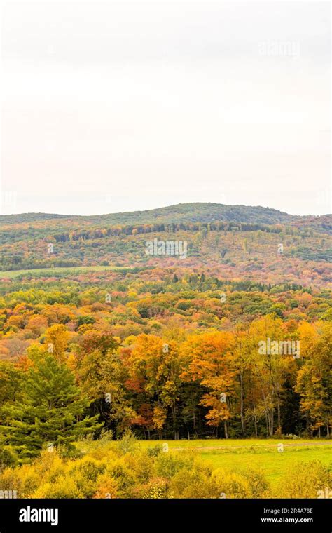 A Lush Grassy Pasture Surrounded By A Forest Of Vibrant Trees In Run