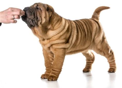 Zeotis Offers New Chewable Nsaid Carprofen For Dogs In Pain