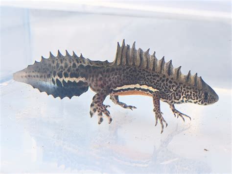 Banded Newt