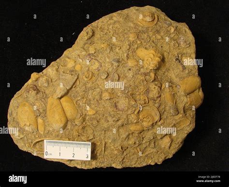 Knightites Nuculolopsis Sp Worthenia Sp Lophophyllidium Sp