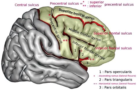 Cortex And Connections Exam Review NowYouKnow Neuro