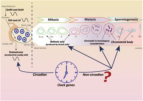 Schematic Diagram Of Clock Genes Regulating Spermatogenesis In The