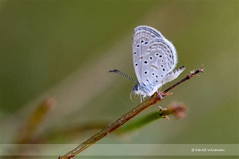 Pygmy Grass Blue Butterfly Singapore Geographic