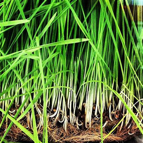 Etherische Olie Citroengras Lemongrass Puur Natuur