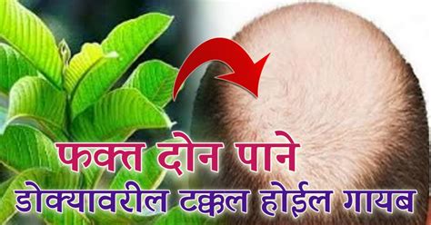 टकलेपणाची समस्या असेल तर आजच करा पेरूच्या पानांचा असा उपयोग काही