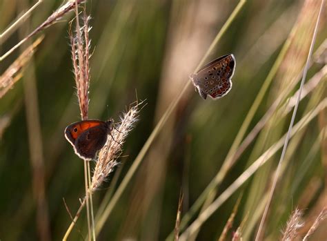 Mariposas Emparejamiento Hierba Foto Gratis En Pixabay Pixabay