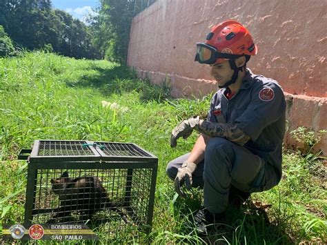 Bombeiros resgatam gambá dentro de lixeira em escola de São José