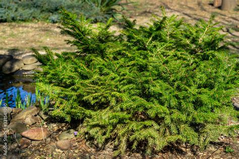Picea Abies Barryi Dwarf Conifer Planted In Garden Near Pond