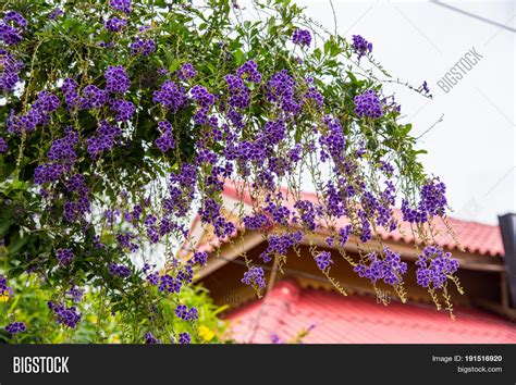 Duranta Flower Purple Image And Photo Free Trial Bigstock