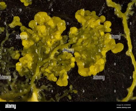Close Up Of The Plasmodium Of A Yellow Slime Mould Or Slime Mold