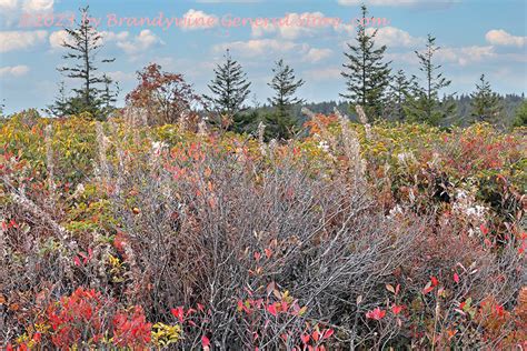 Wildflowers And Bushes In Dolly Sods Wv Art Print Brandywine General