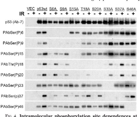 Figure 4 From Phosphorylation Site Interdependence Of Human P53 Post Translational Modifications