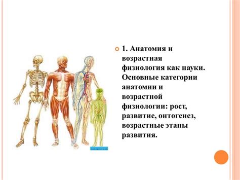 Тест анатомия возрастная физиология