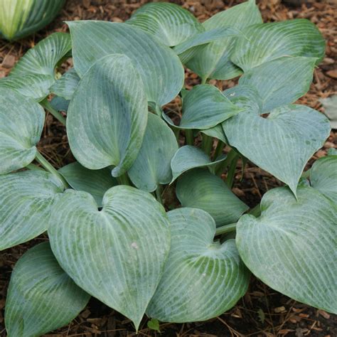 Bulletproof Hosta Shade Perennial Slug Resistant Hosta Plant Nh Hostas