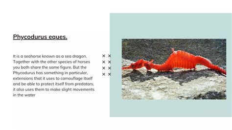 Phycodurus Eques 1 Pdf
