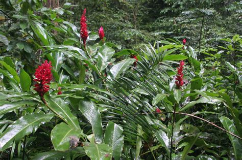 Red Ginger