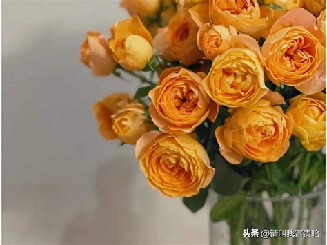 一句话让心情变好的文案 说明书网