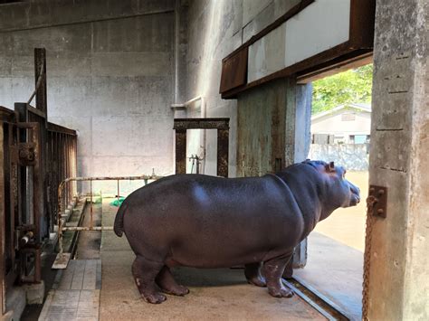 東武動物公園【公式】リュウくん On Twitter まんぷく君birthdayイベントまで🎂 あと3日 今朝のまんぷく君です🦛 お外の