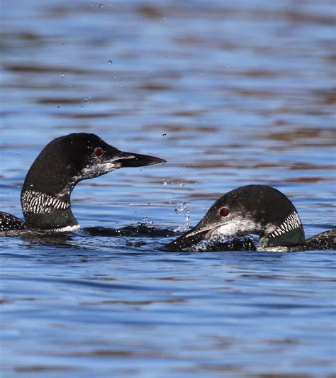 Pelagicus Georgian Bay Fall 2010 Last Few Birds