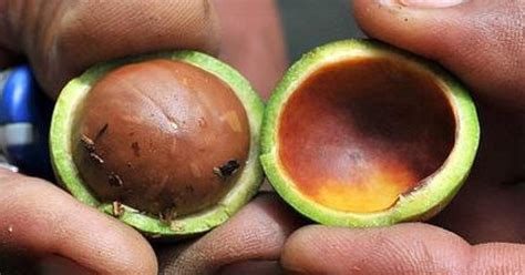 땅콩리턴 조현아 논란 마카다미아 하루 권장 섭취량은