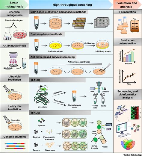 Product Driven High Throughput Screening Of Industrial Filamentous Actinomycetes Trends In
