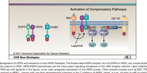 Figure 1 From New Strategies In Her2 Overexpressing Breast Cancer Many