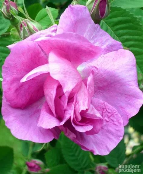 Majska Ruža Rosa Damascena Kupujemprodajem
