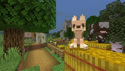 Beautiful Foxes For Minecraft Pocket Edition