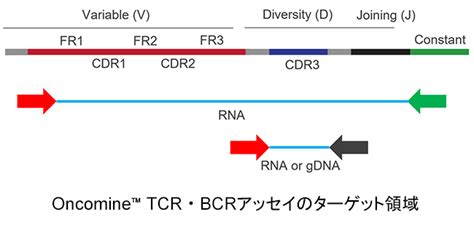 がん細胞を内側と外側から捉える がん免疫解析における次世代シーケンサとフローサイトメトリー Learning At The Bench