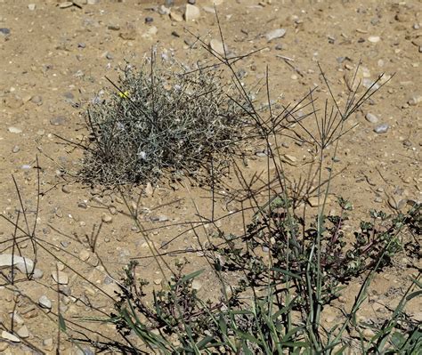 Digitaria Sanguinalis Plant Biodiversity Of South Western Morocco