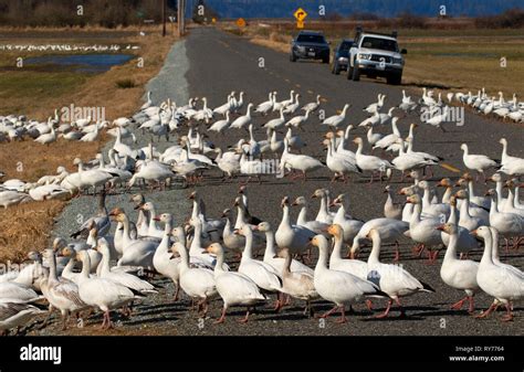 Snow Geese Anser Caerulescens Crossing Road Skagit County