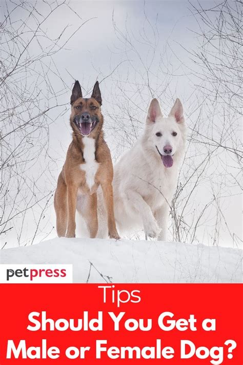 Tips On Choosing A Dog Should You Get A Male Or Female Dog