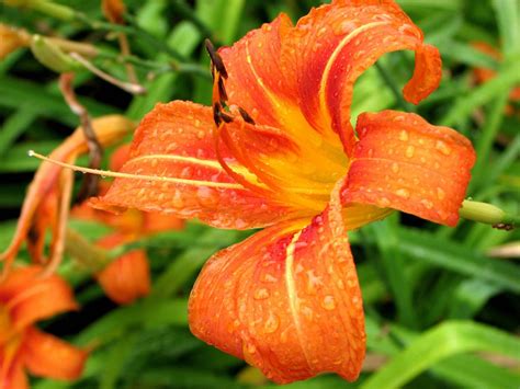 Dwarf Orange Daylilies