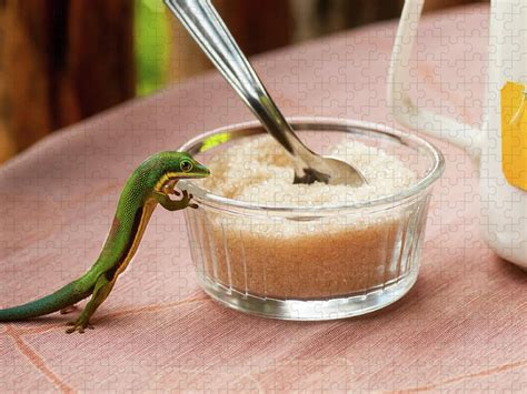 day gecko stealing some sugar jigsaw puzzle by henry cook