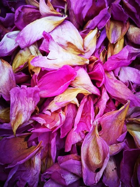 鲜花 牡丹 粉色 Pixabay上的免费照片 Pixabay
