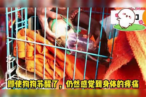 狗狗躺路上一动不动，送往救助站已经奄奄一息，它居然活过来了，真是太有爱了