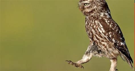 Puffin Shmuffin Album On Imgur