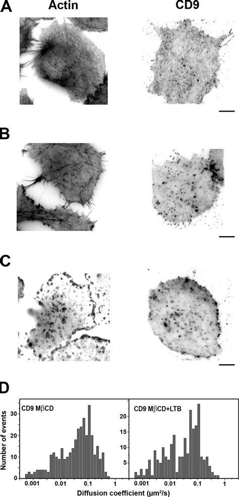 Single Molecule Analysis Of Cd9 Dynamics And Partitioning Reveals