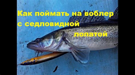 Как поймать на воблер с седловидной лопатой - YouTube